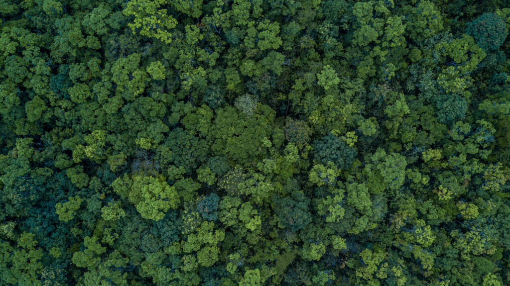 Emerald Technology Venture | Pioneering Sustainable Innovation